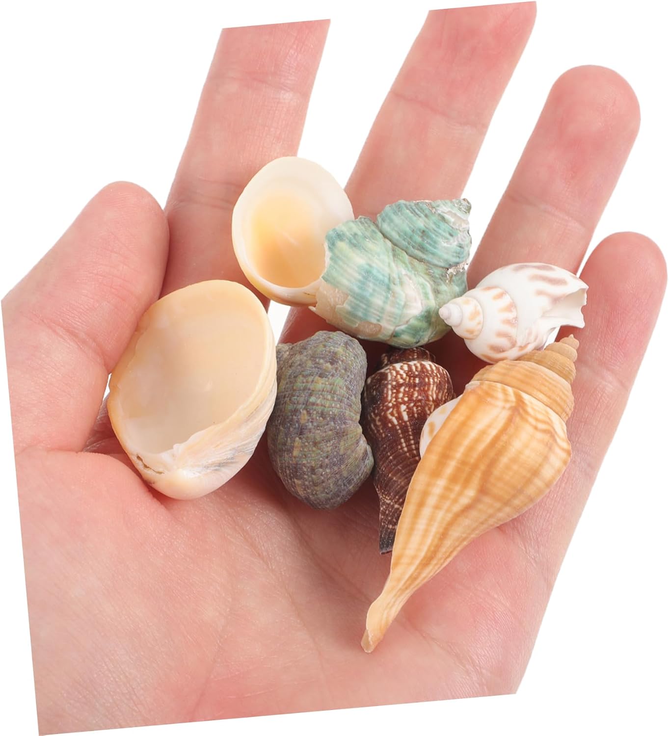Toddmomy 1 Box Decor DIY Conch Adorn DIY Conch Craft Aquarium Conch ...