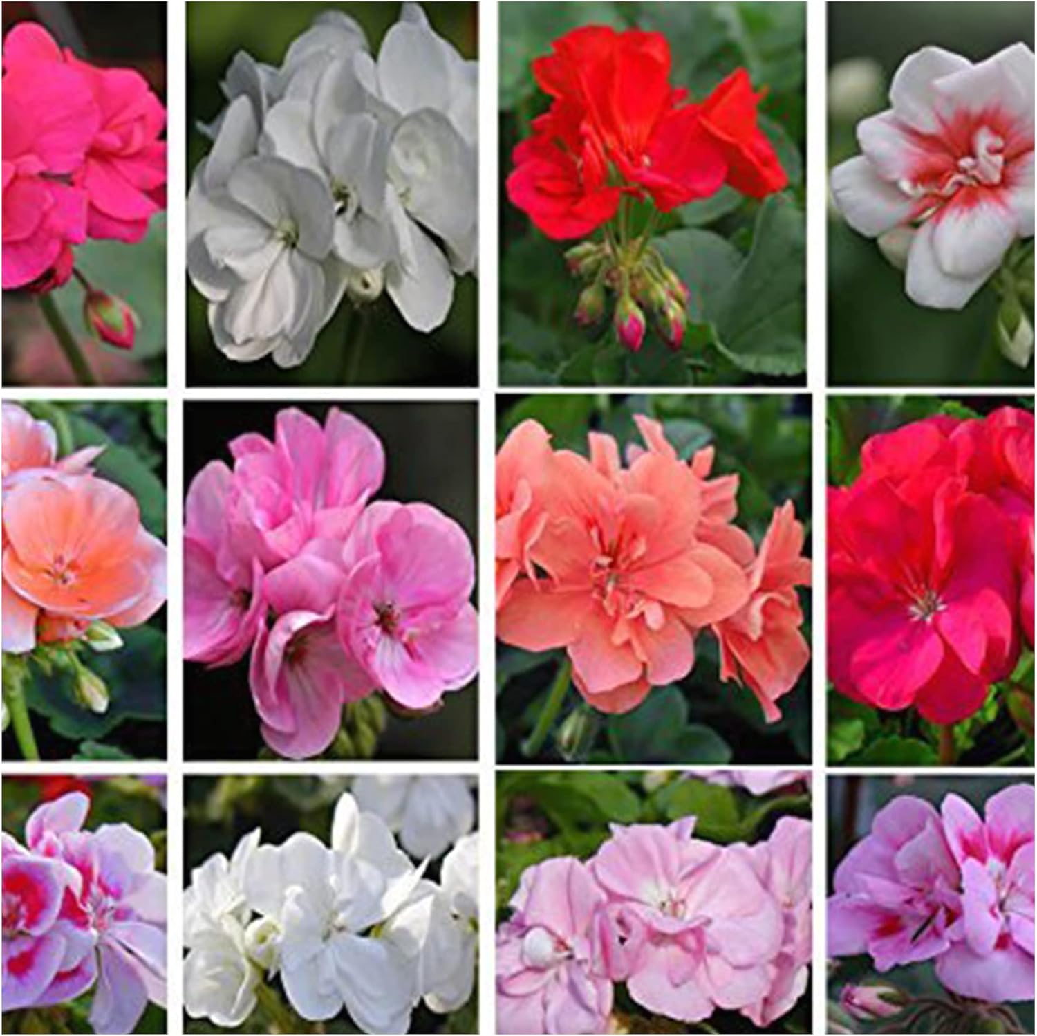 Upright (Zonal) Geranium Starter Plants 10 Mixed. Amazing Value, Well ...