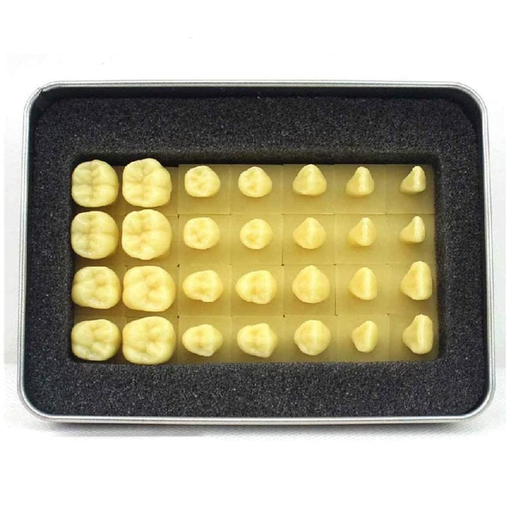 Buy Human Teeth Model, 1.2 Times Carving Tooth Guidance Model Tooth ...