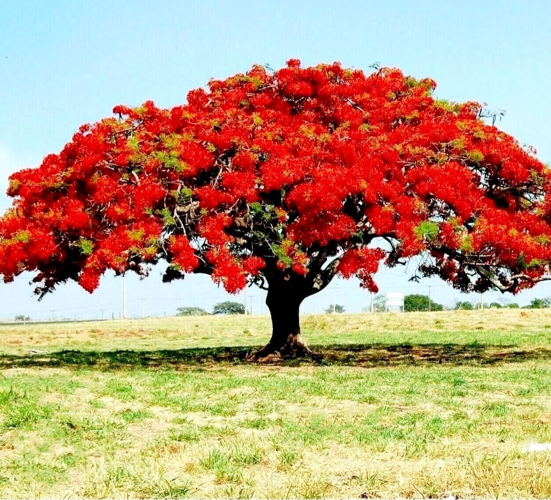Amazon.com : Yellow FLAMBOYAN Royal Poinciana DELONIX REGIA 10 Seeds ...