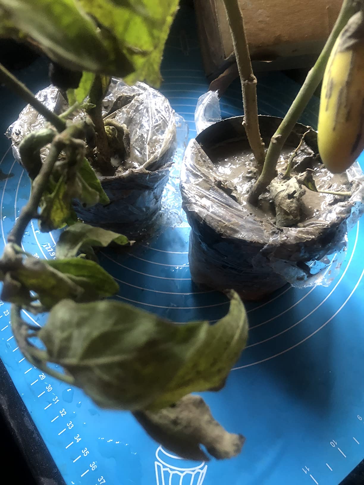 Plants Point Live Long Brinjal - Baingan Vegetable Plant with Pot ...