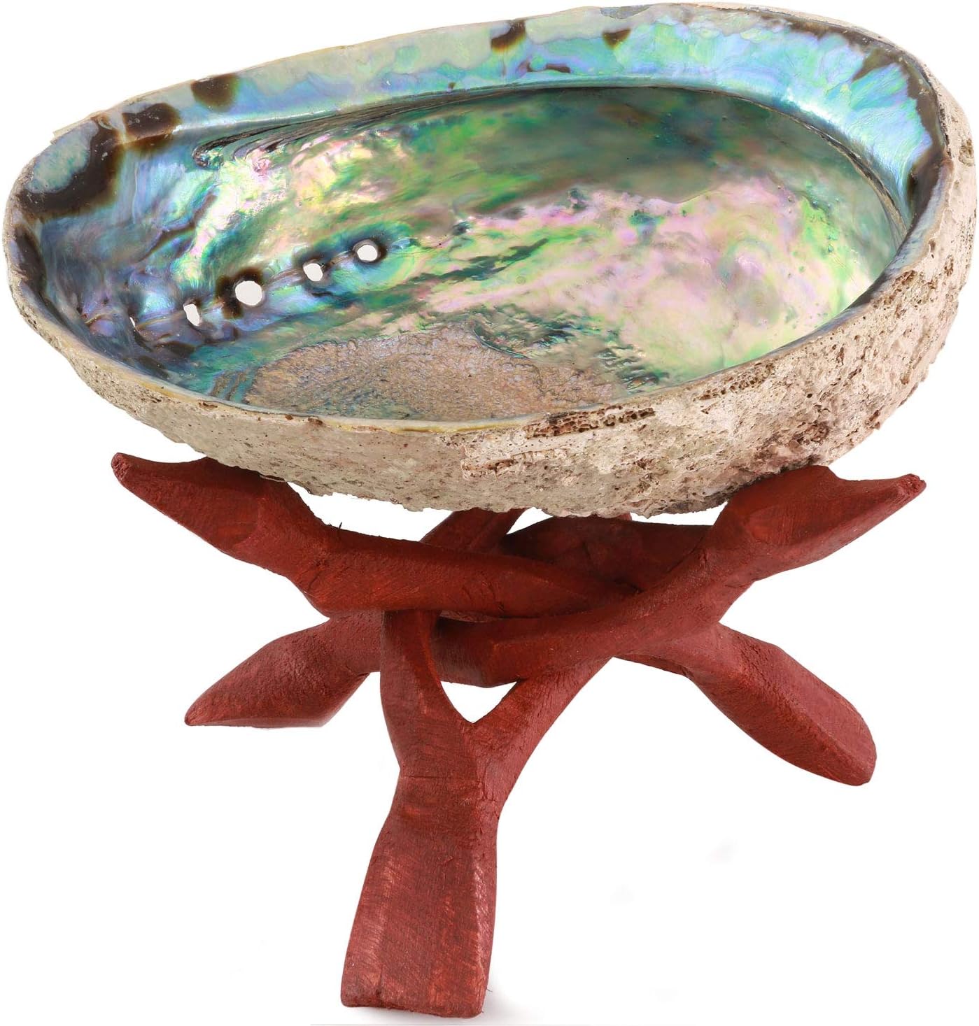 Amazon.com: Ocean Shell Studios 6-6.5 inches Supreme Natural Abalone ...