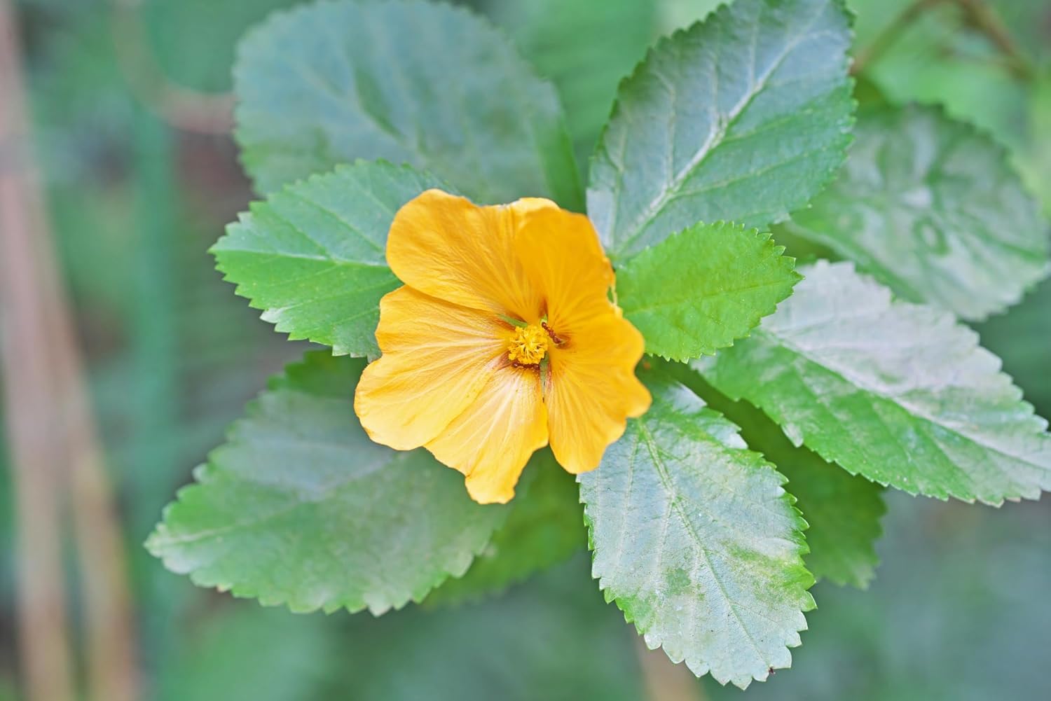 Amazon | はなみどり ハワイアンプランツ イリマ 苗 9cmポット 1株 Ilima Sida Fallax ハワイの花 暑さにも寒さ ...