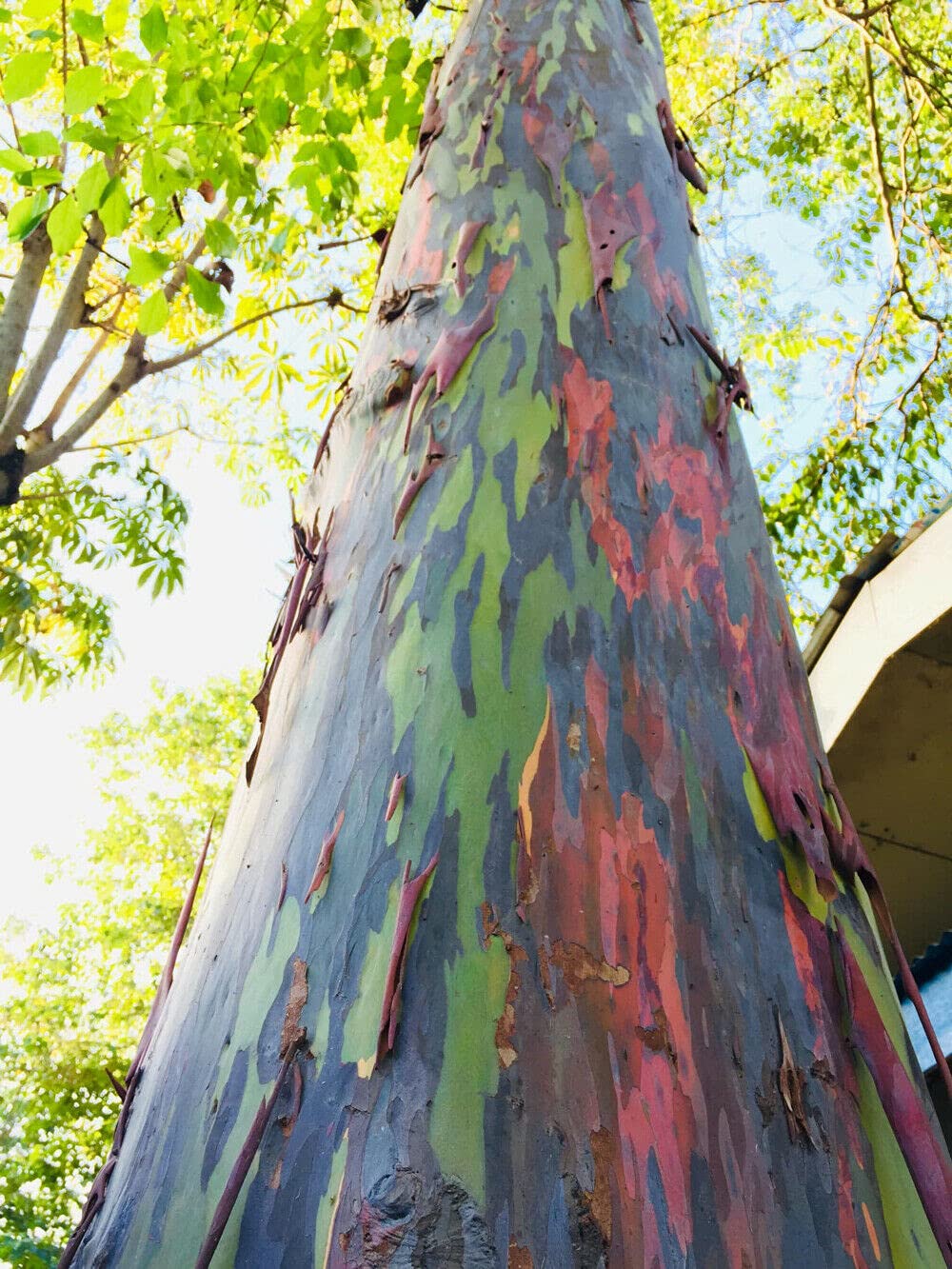 Rainbow Eucalyptus Tree Bowl Rainbow Eucalyptus Wood Etsy