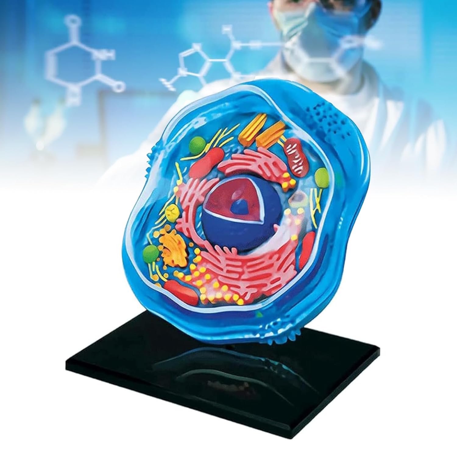 VEraiz 4D Animal Cell Anatomy Model, 24 Parts Detachable Biology Organ ...