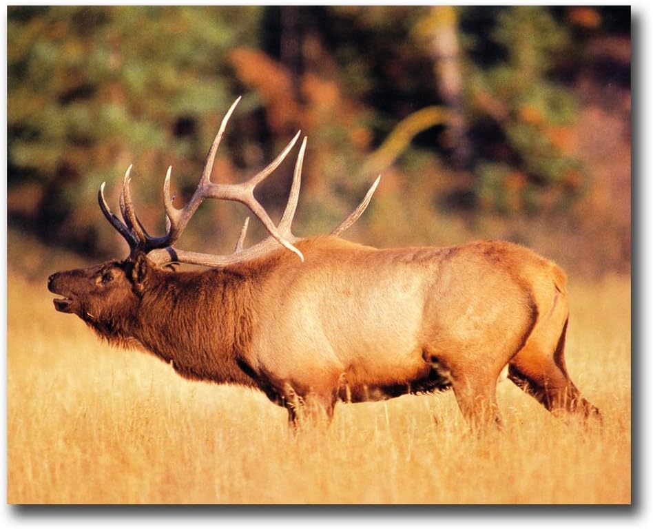 Amazon.com: Large Bull Elk Antler Rack in Grass Outdoor Wall Picture ...