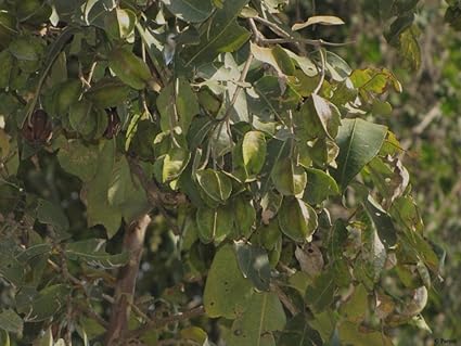 Royal Paradise Garden Rare Terminalia arjuna (Maruthu/Neermaruthu ...