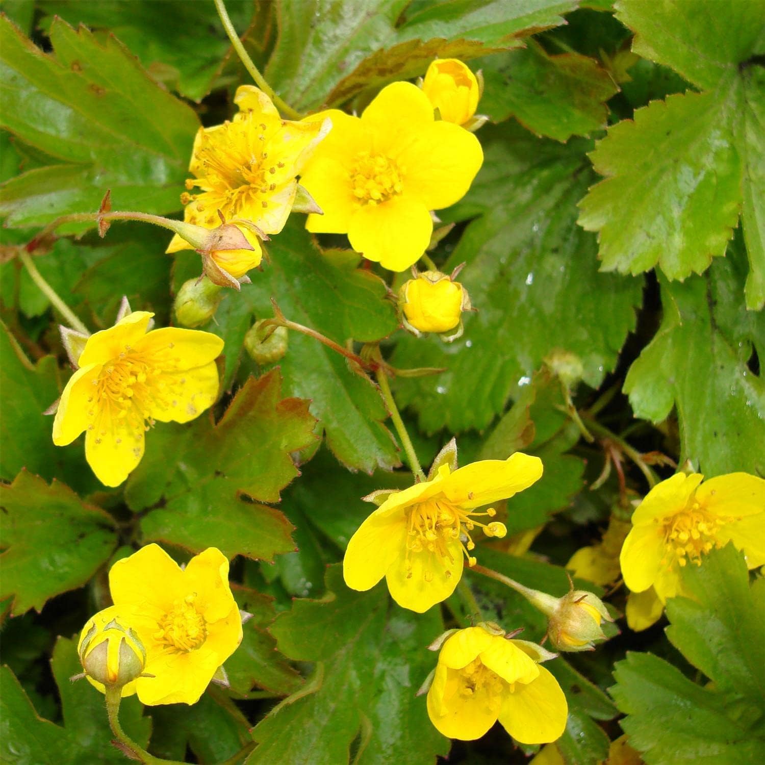 Waldsteinie/Dreiblatt Golderdbeere (Waldsteinia ternata) im 0,5 Liter ...
