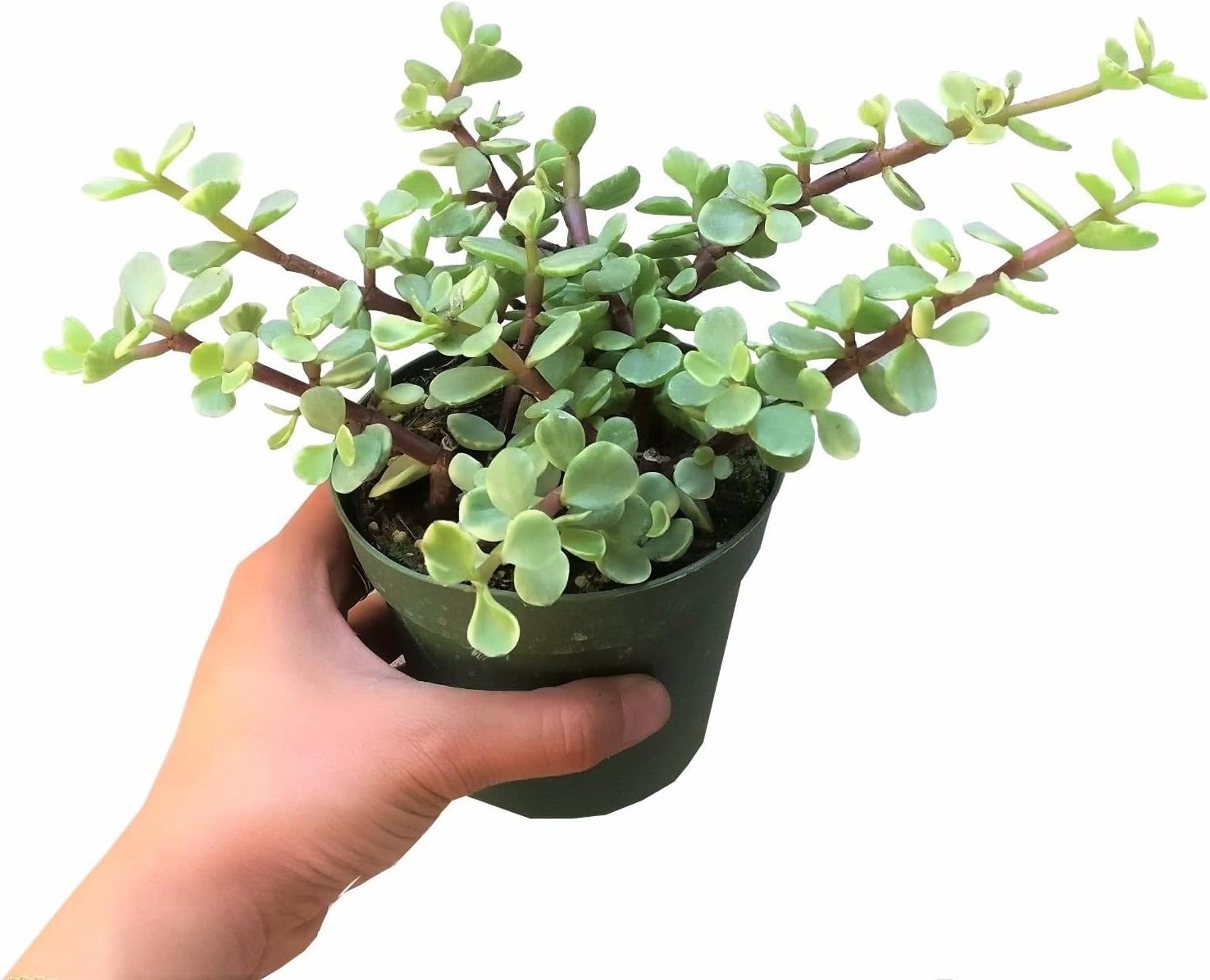 Amazon.com : Mini Garden Elephant Bush Portulacaria afra Dwarf Jade ...