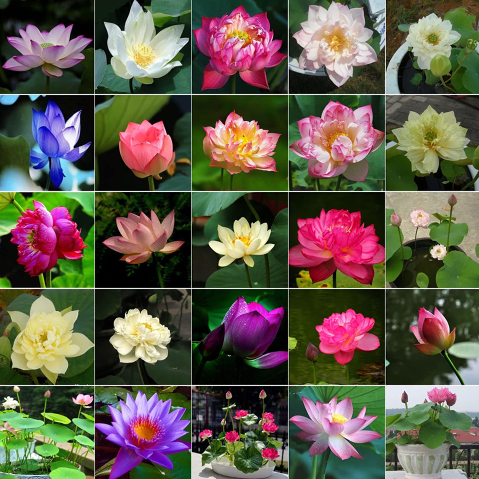 Lotus Flower Colors