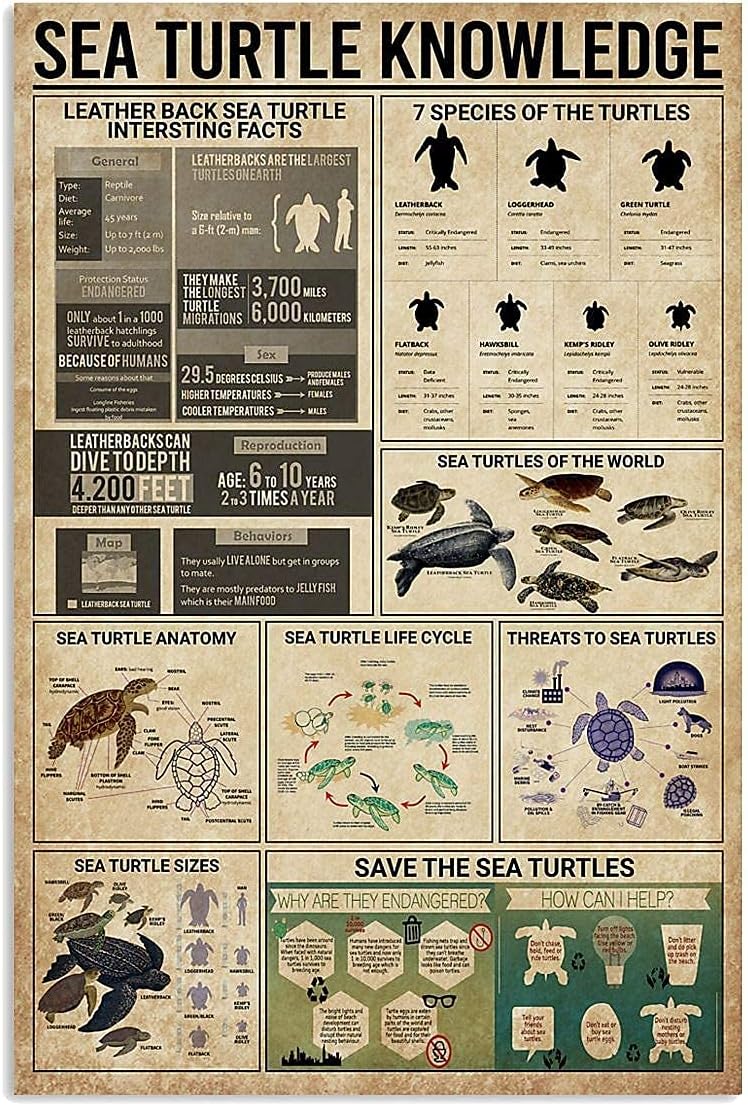 Sea Turtle Knowledge Metal Sign 7 Species of The Turtles Infographic ...