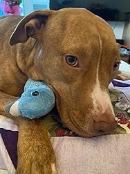 Amazon.com: Simulation White Pigeon Stuffed Animal Toy - 8 inch Rock ...