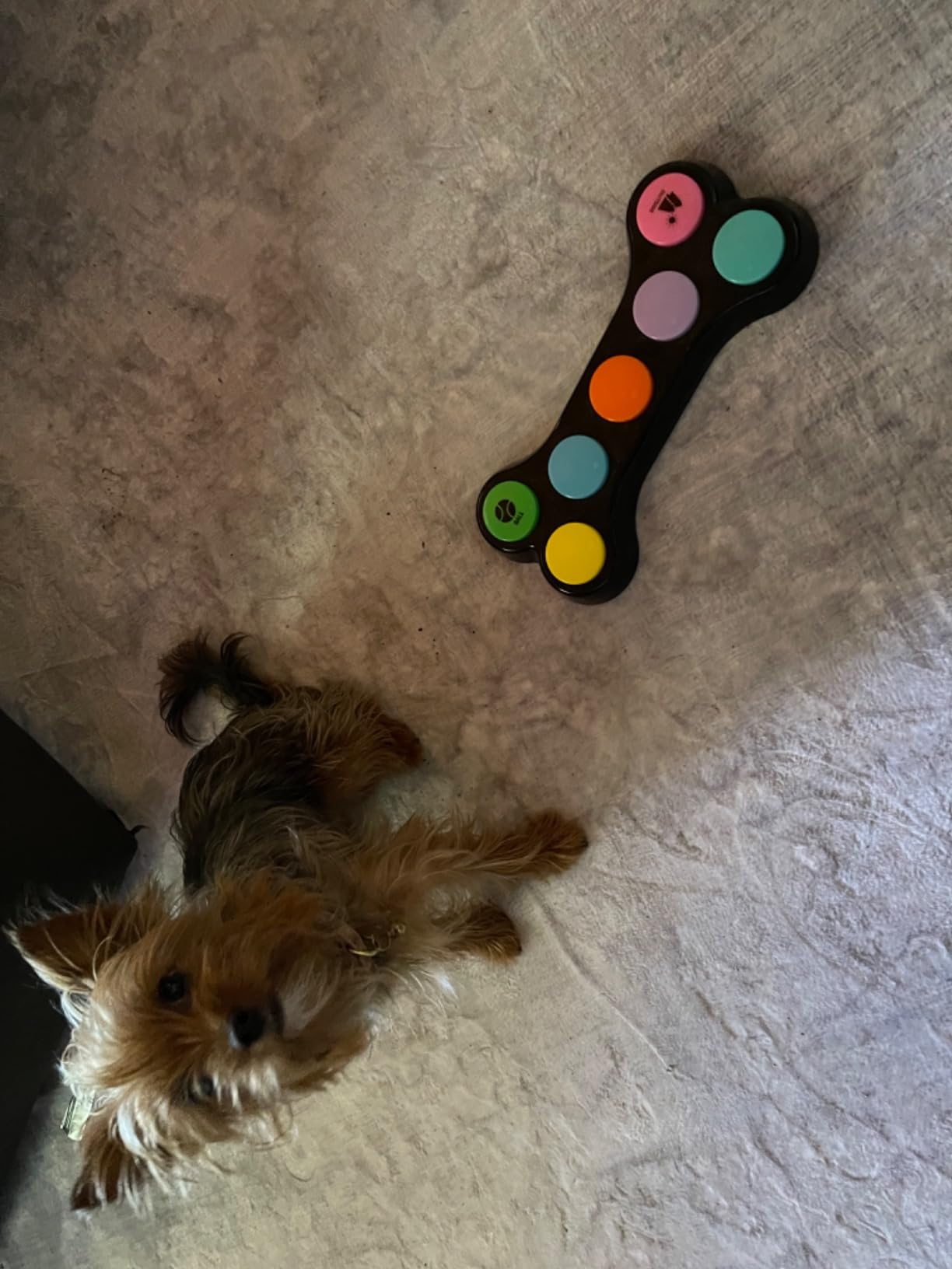 Amazon.com: Dog Buttons for Communication with Sticker,7 in 1 Voice ...