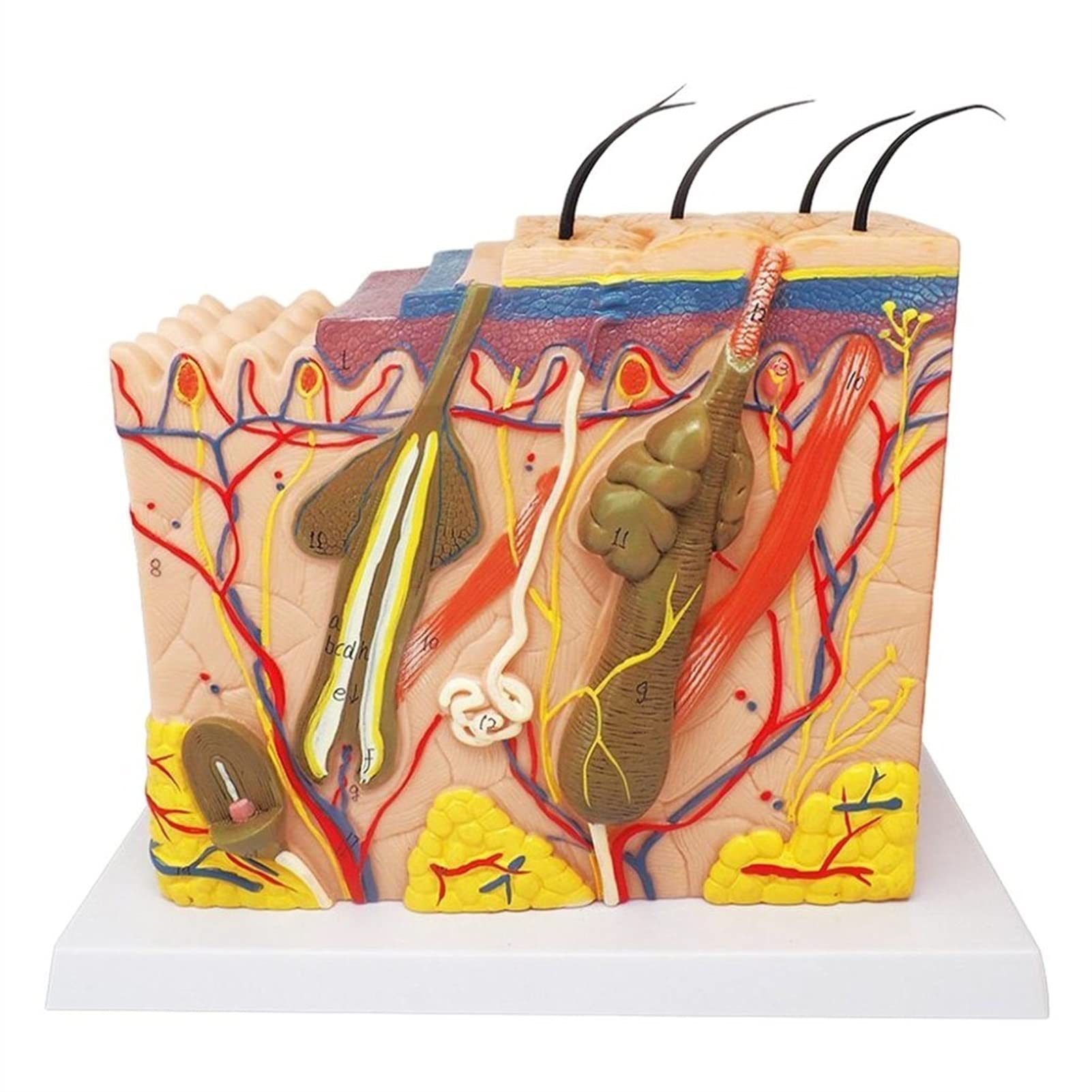 Buy CattFun Teaching Splies Human Body Skin Structure anatomy model ...