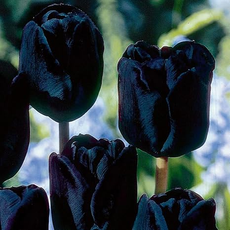 Tulip Bulbs Tulipa Black Satin Hardy Bulb Deep Stunning Black Flowers ...