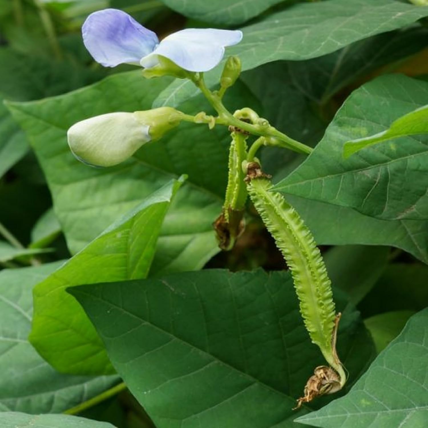 Amazon.com : CHUXAY GARDEN Tropical Climbing Winged Bean Seed 100 Seeds ...