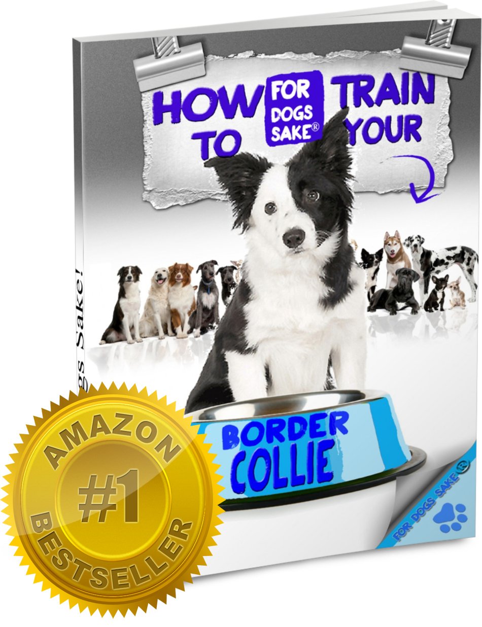 How to Train your Border Collie - Border Collie Training House breaking ...
