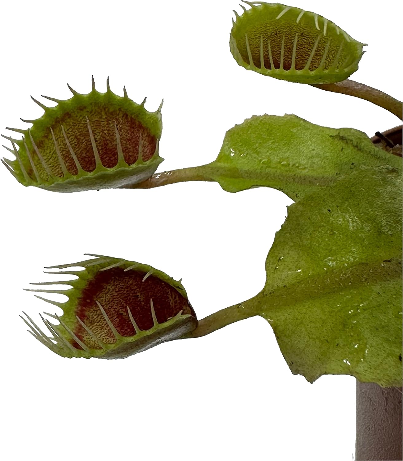 Amazon.com : Rare Venus Flytrap 'Cup Trap' Carnivorous Plant : Patio ...
