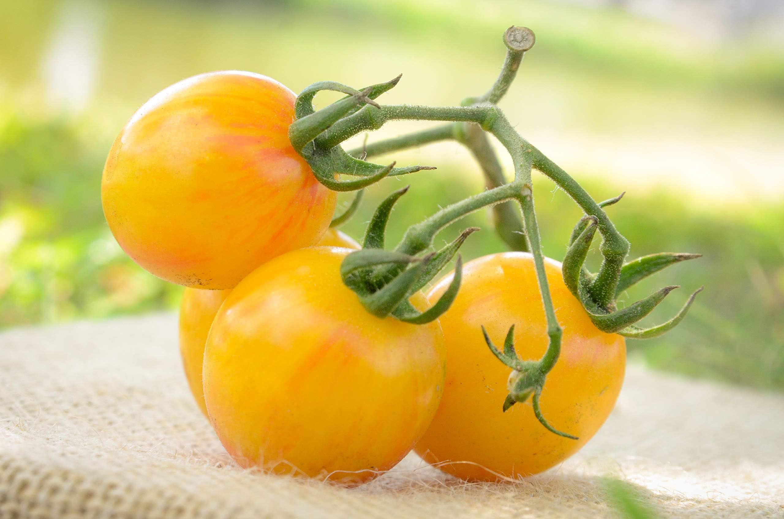 Amazon.com : Currant Yellow Cherry Tomato Seeds for Planting - 250 mg ...