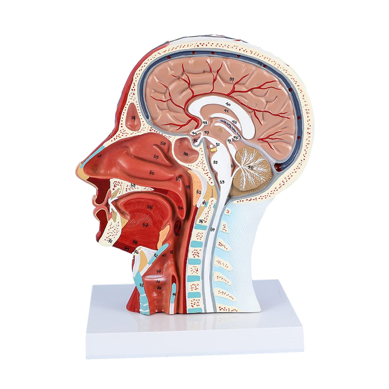 Buy Human Half Head Superficial Neurovascular Model with Muscle Tissue ...