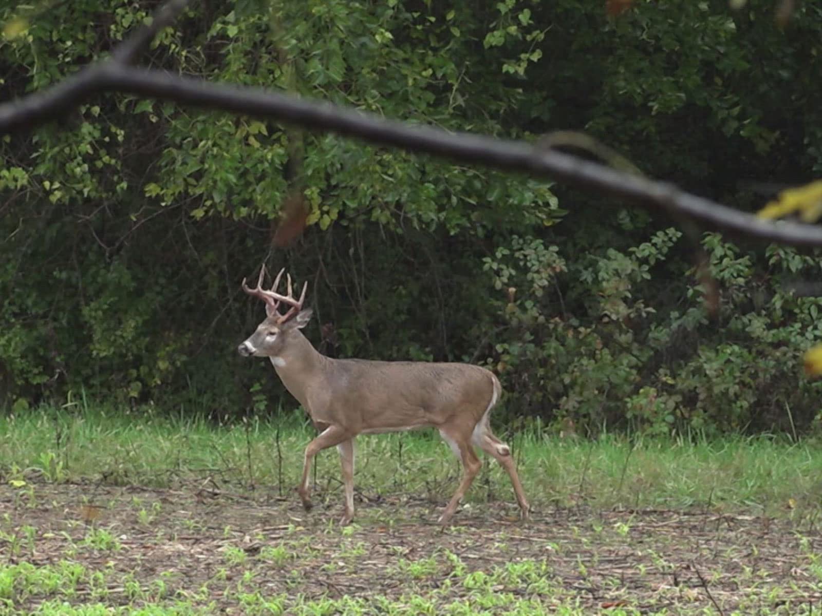 Watch American Archer - Season 26 | Prime Video
