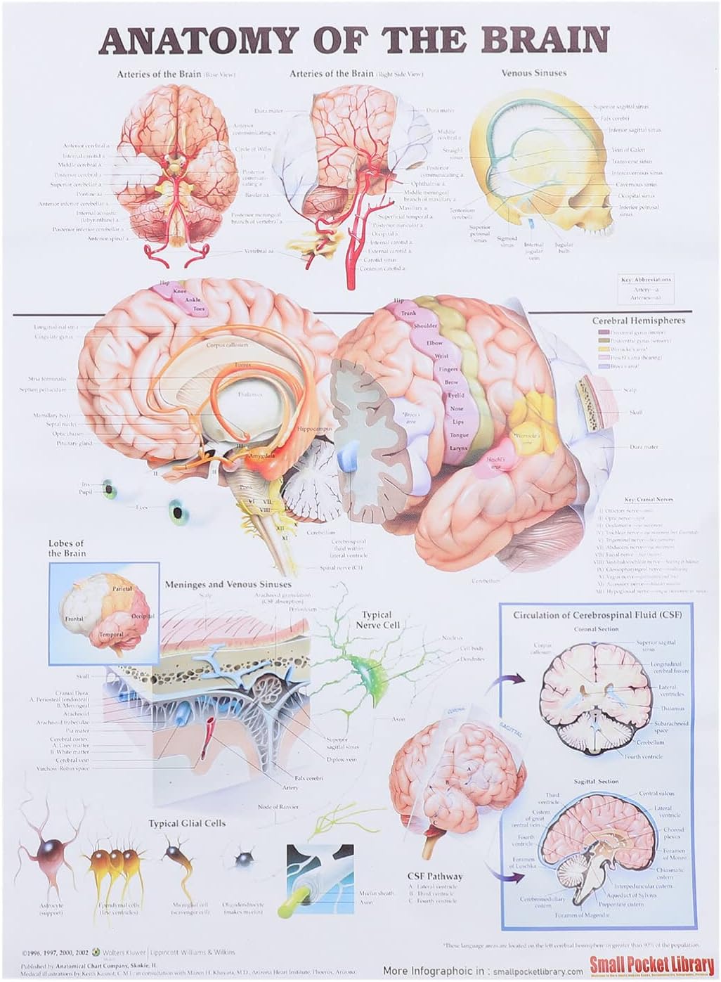 Mipcase Analysis Poster Anatomical Brain Poster Brain Anatomy ...