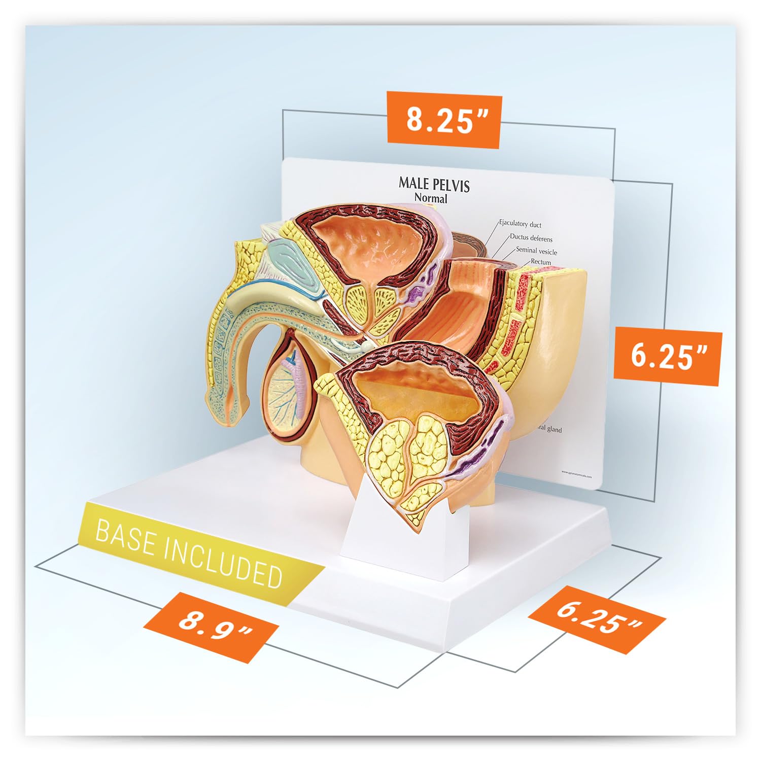 Snapklik.com : GPI Anatomicals - Human Anatomy Model Of Male Pelvis