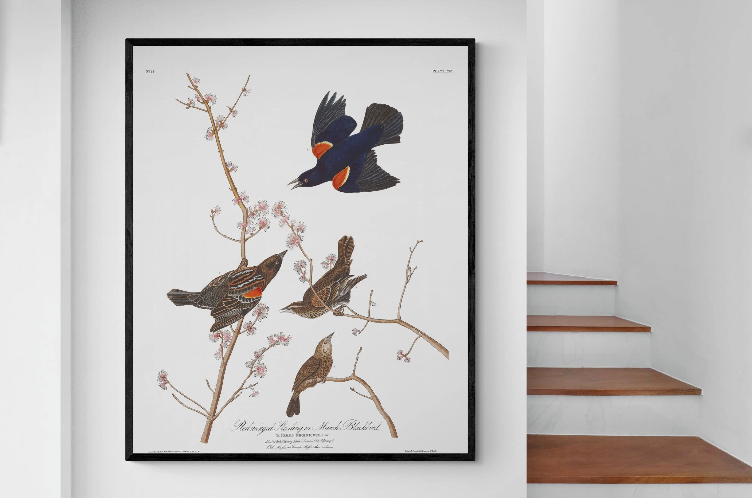 Audubon Blackbird Painting