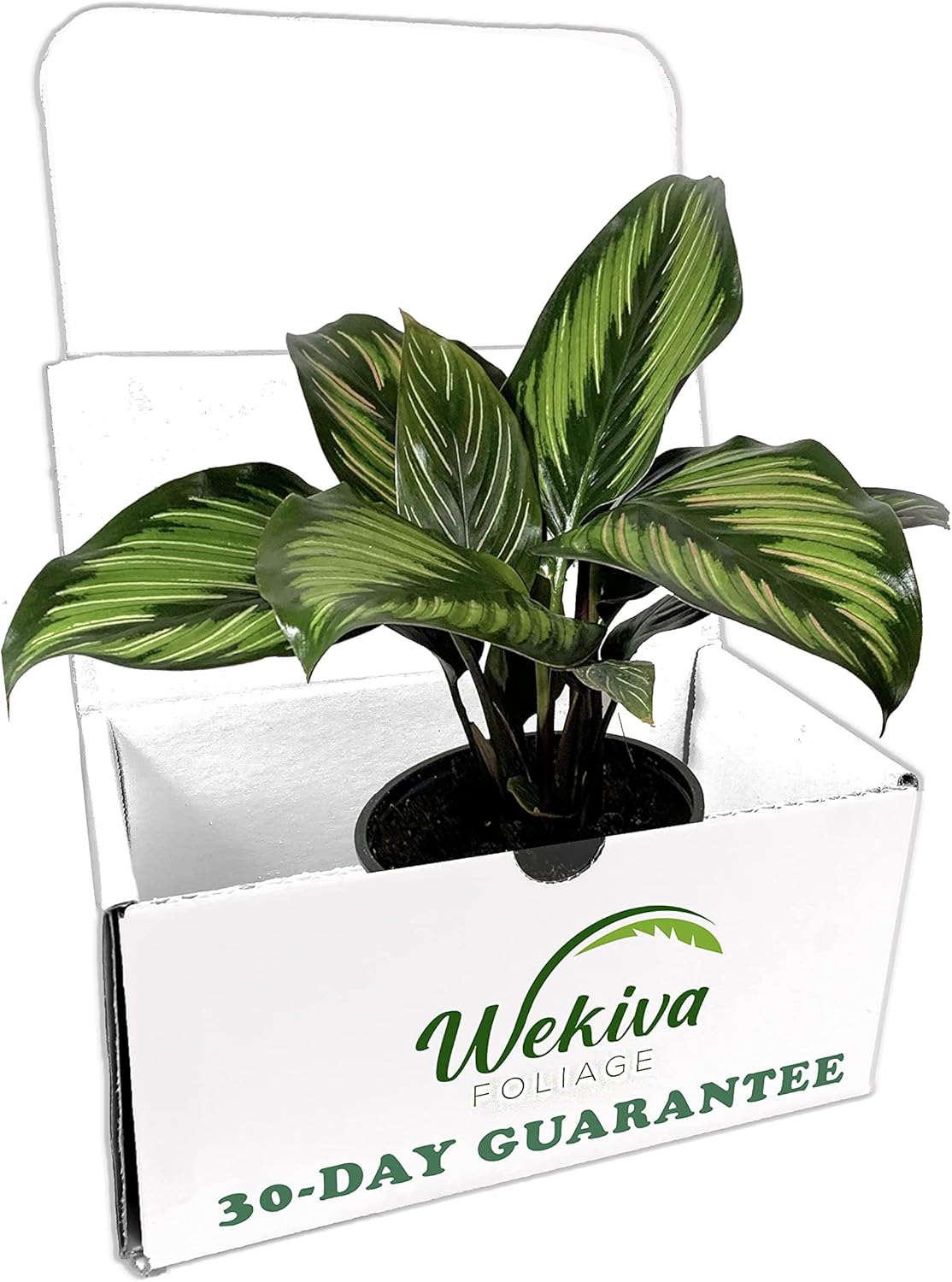 Amazon.com : Calathea Beauty Star - Live Plant in a 4 Inch Pot ...