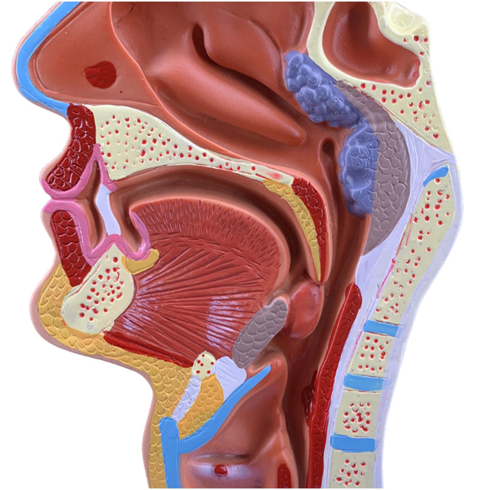 Human Throat Anatomy Anatomy Warehouse Body Parts Of The Head And Neck