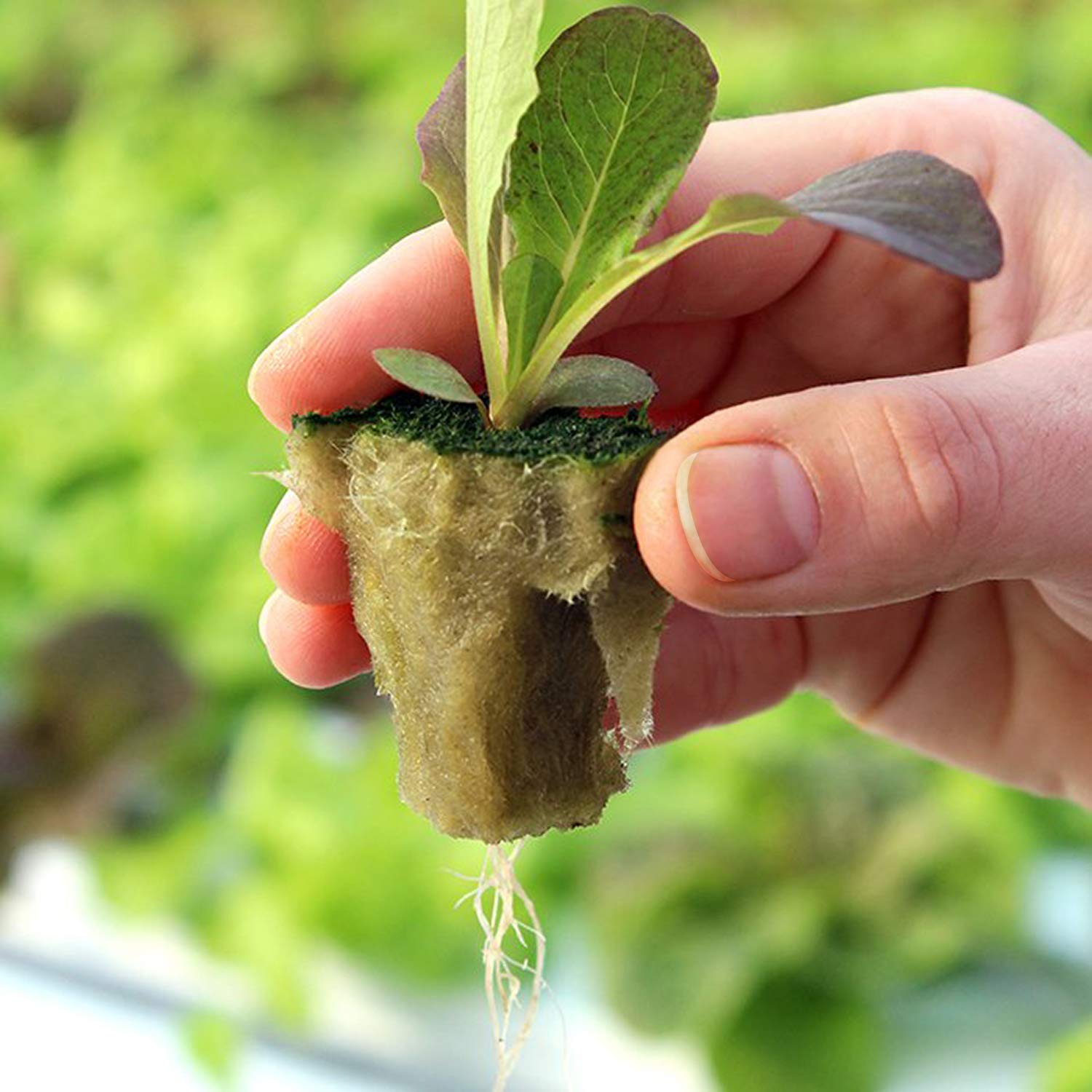 SKINNYBUNNY 1.5'' Rockwool Grow Cubes, Rockwool Cubes for Hydroponics ...