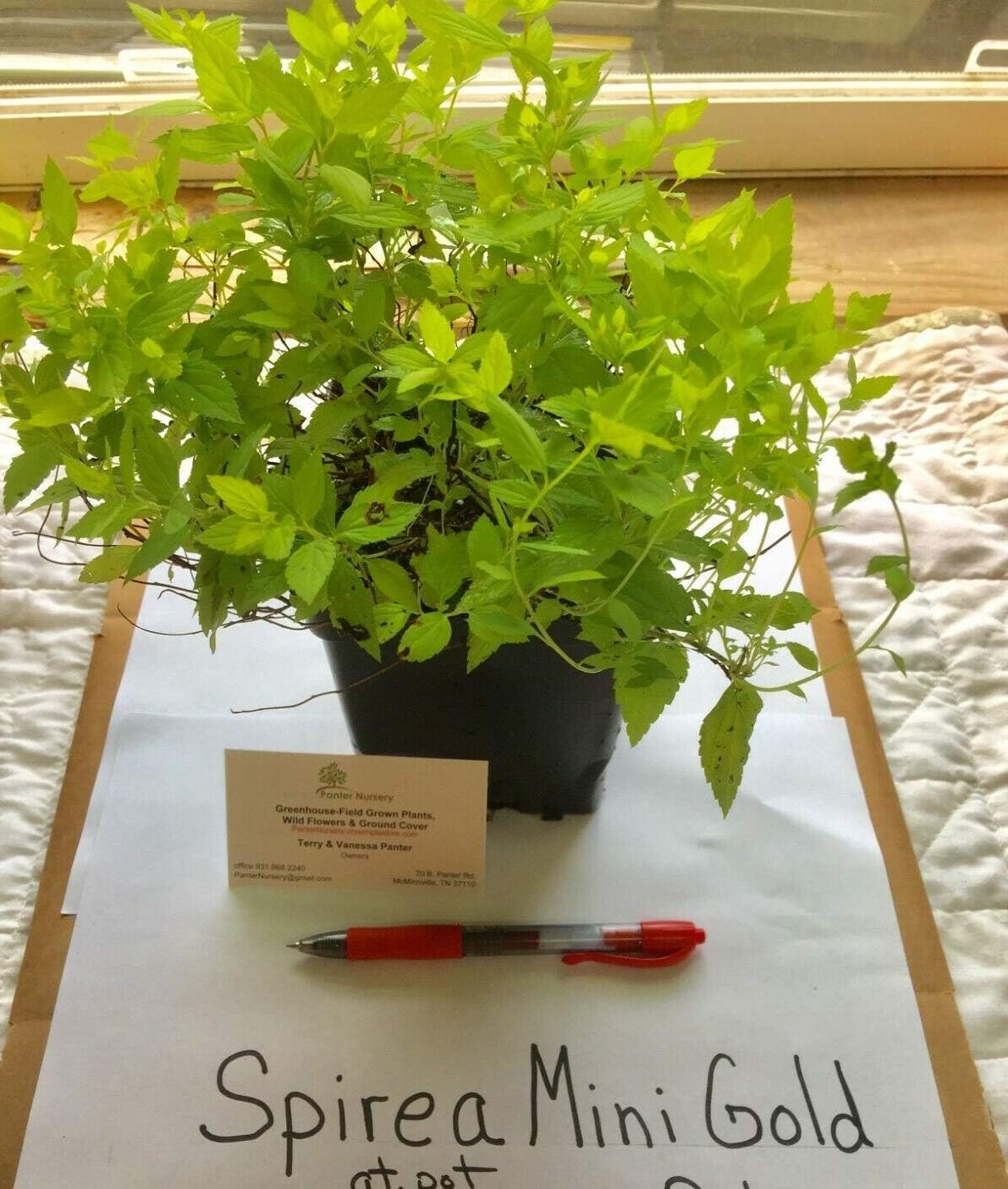 Amazon.com : Spirea Dwarf Gold, Mini Gold Mound Spirea Bigv003 : Patio ...
