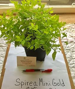 Amazon.com : Spirea Dwarf Gold, Mini Gold Mound Spirea Bigv003 : Patio ...