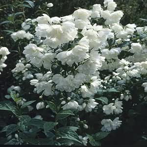 Philadelphus Snowbelle - 1 shrub : Amazon.co.uk: Garden