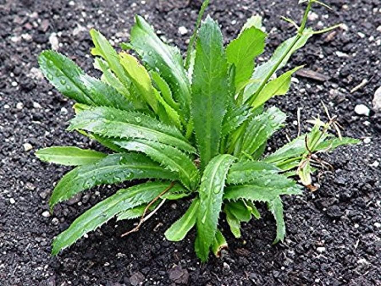 200 Semillas de culantro, cilantro vietnamita, tailandés perejil, Ngo ...
