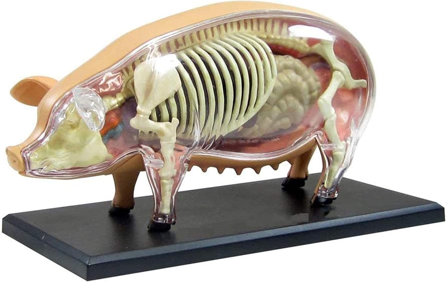 Amazon.com: Teaching Model Anatomy Model, Pig Anatomical Model - Animal ...