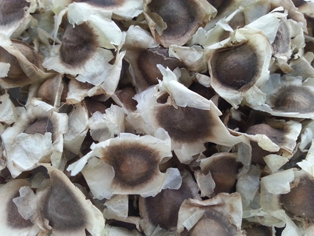 Pmw - Moringa Seeds - Drum Stick Seeds - Munaga Seeds - 25 Seeds ...