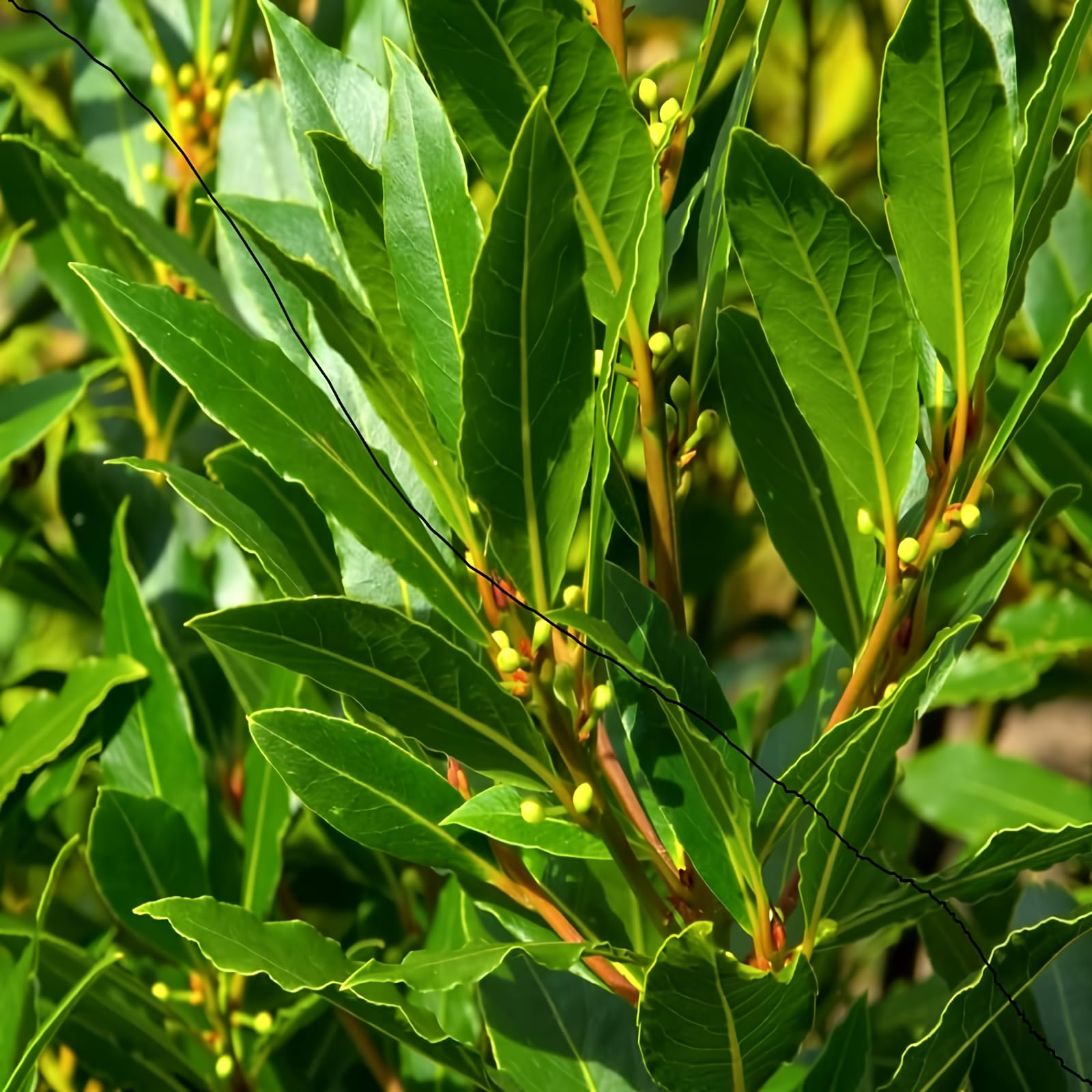 Amazon.com : Laurus Nobilis Bay Leaf Tree Live Plant, Sweet Bay Laurel ...