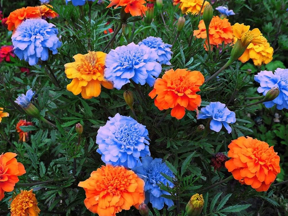 Amazon.com : 200 Pcs Mixed Marigold Seeds Flower Plant : Patio, Lawn ...