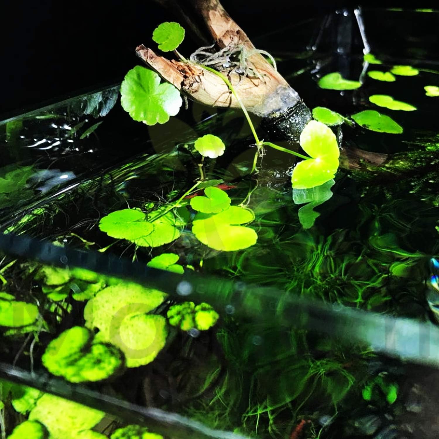 Amazon.com: Hydrocotyle Leucocephala Potted (Brazillian Pennywort ...