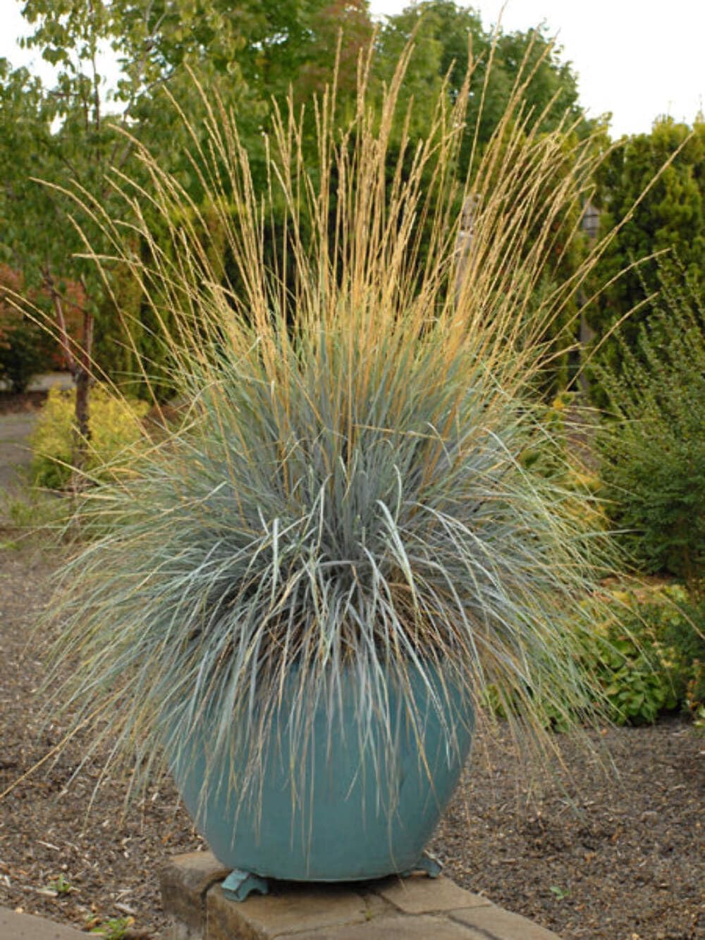 5 Best Dianella Cassa Blue | Skip the Dead Plants