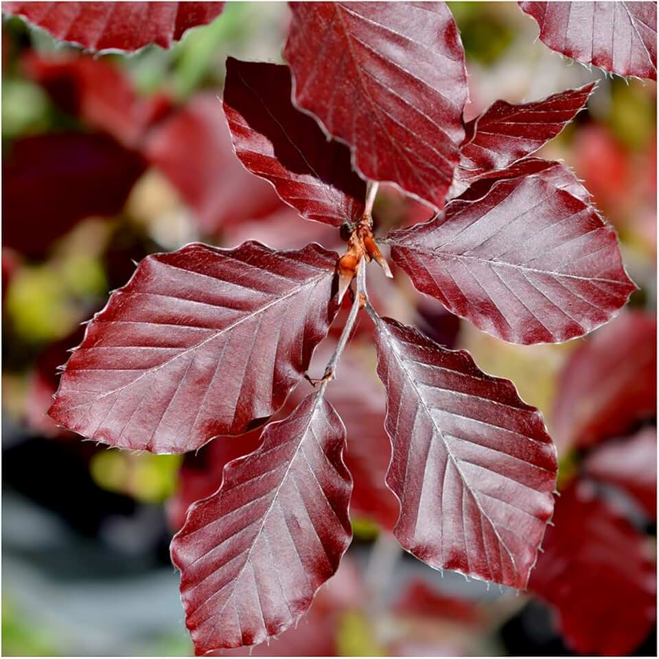 Amazon.co.uk: copper beech hedging