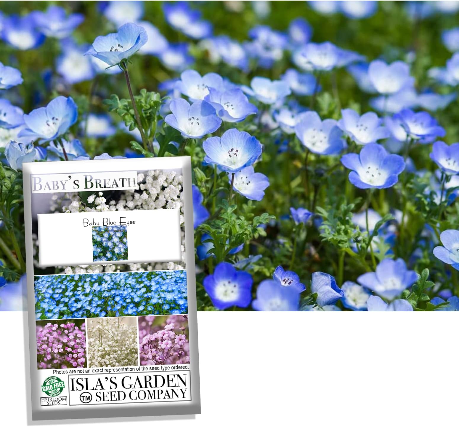 Amazon.com : Baby Blue Eyes Baby's Breath Seeds for Planting, 1500 ...