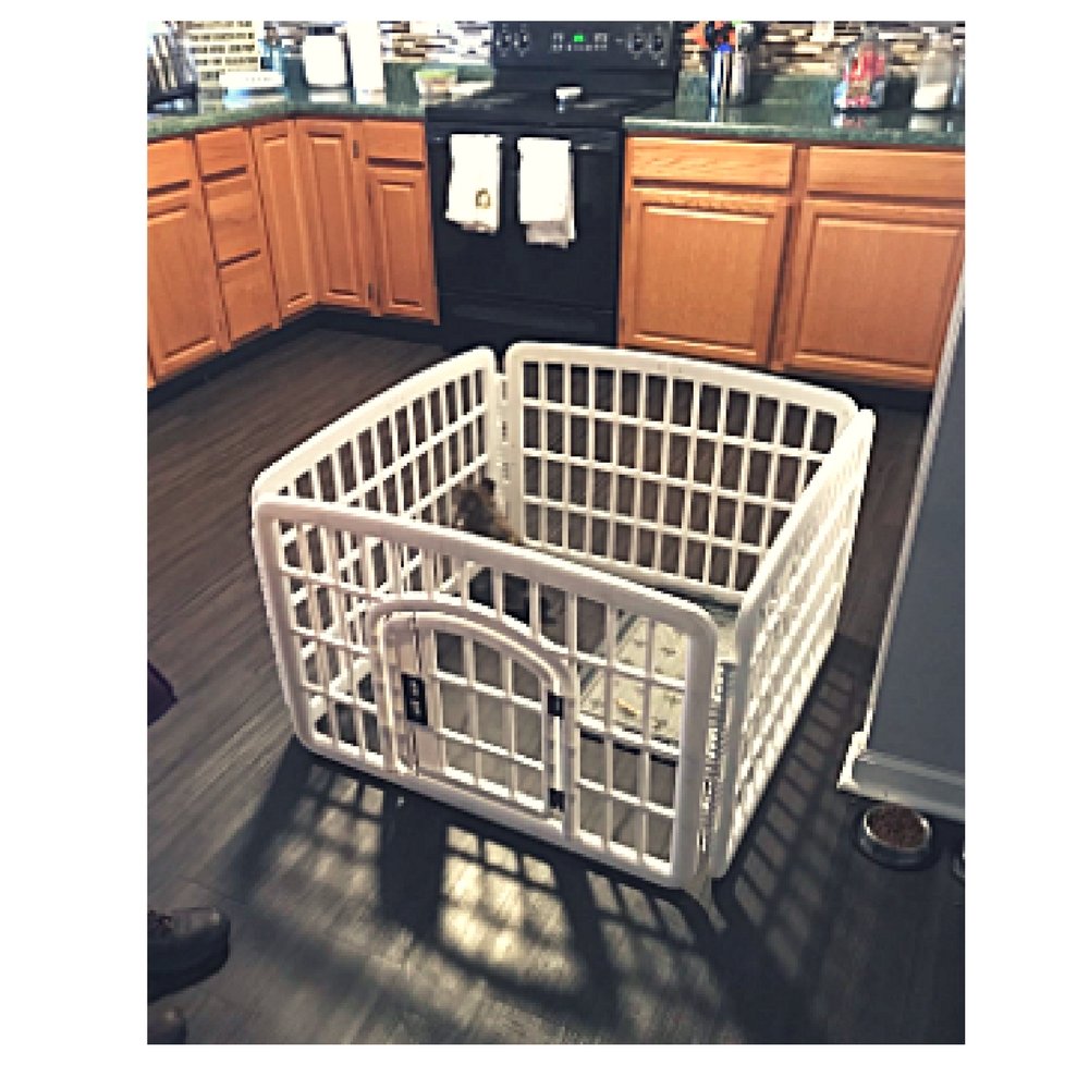 OIS LittleDog PenExerciseIndoor 24-Inch with Door Lock House Pet 4 ...