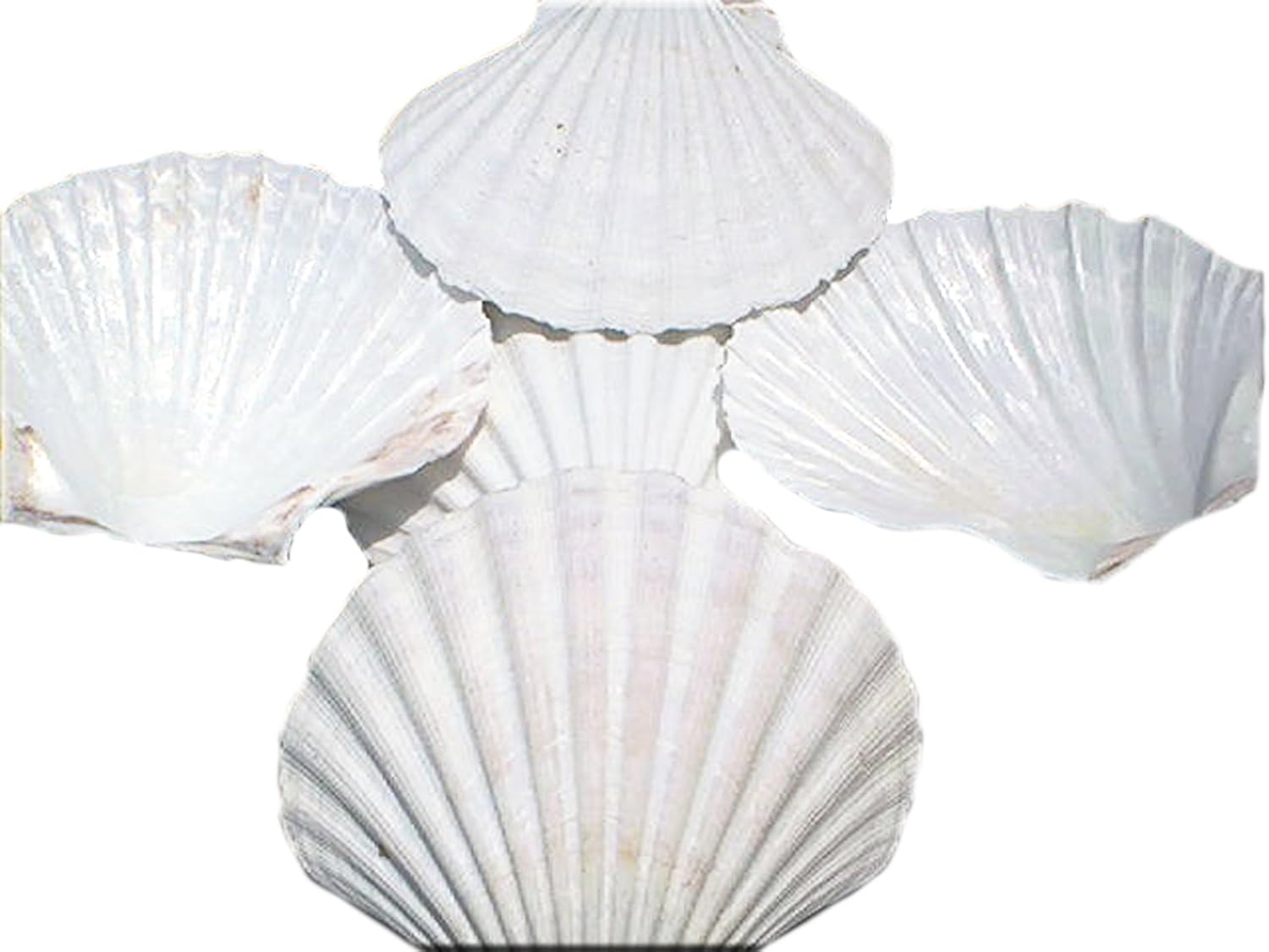 Amazon.com: 12 X-Large Genuine Irish Baking Scallop (4"-4.5" / 102-114 ...