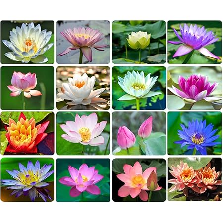Amazon.com : Bonsai Lotus Seeds Mixed Color Flowers 10 Pcs Bonsai Lotus ...