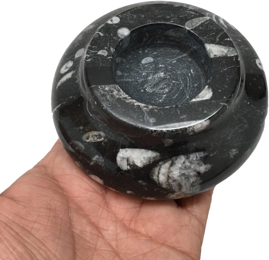 3.8" x 1.5" Moon Shape Fossils Orthoceras Ammonite Candle Holder ...