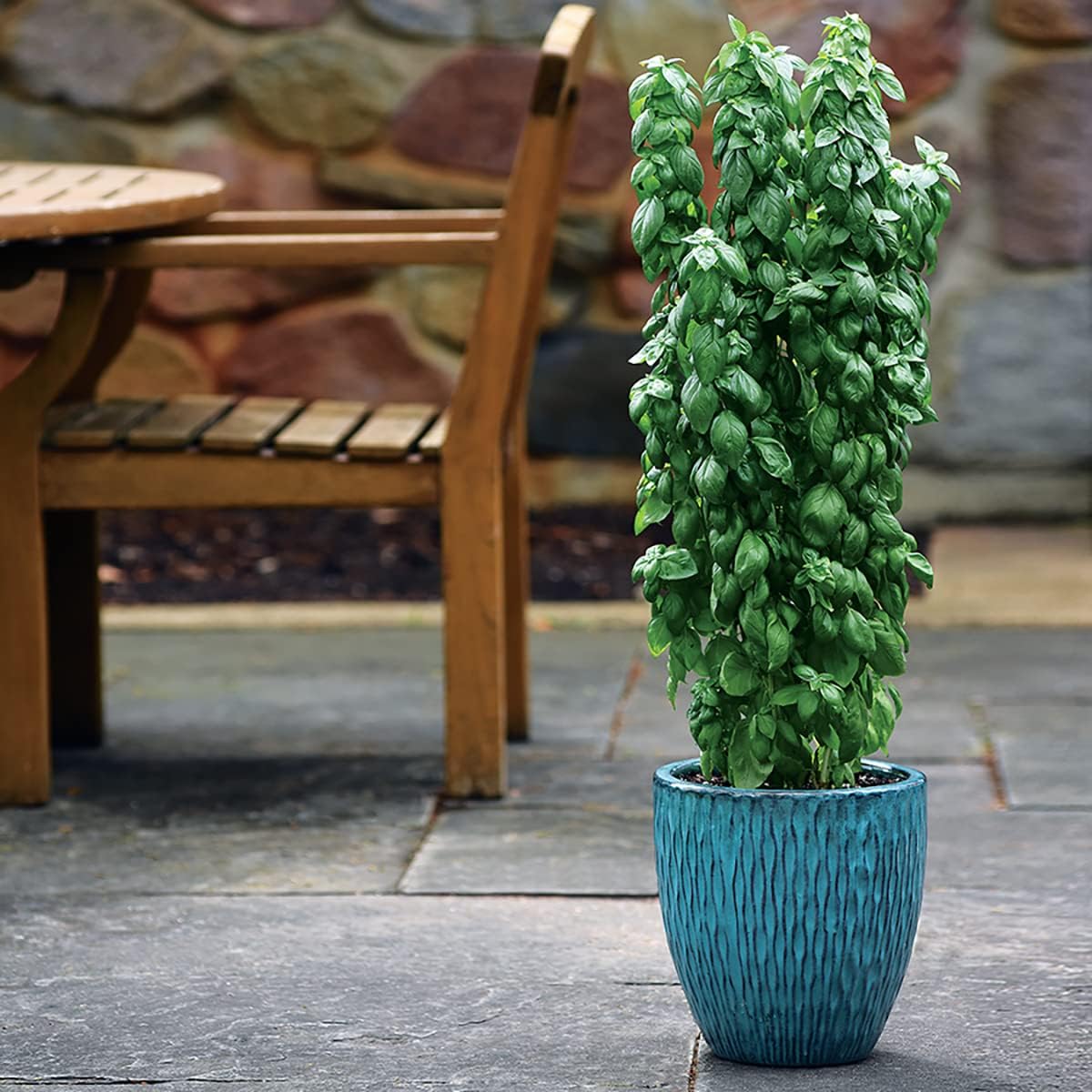 Amazon.com : Emerald Towers Basil Herb Plant - 3" Pot - Great for ...
