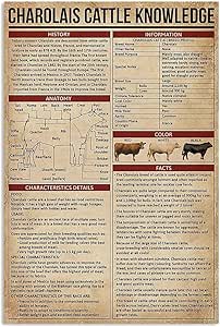 Amazon.com: Charolais Cattle Knowledge Posters Historical Information ...