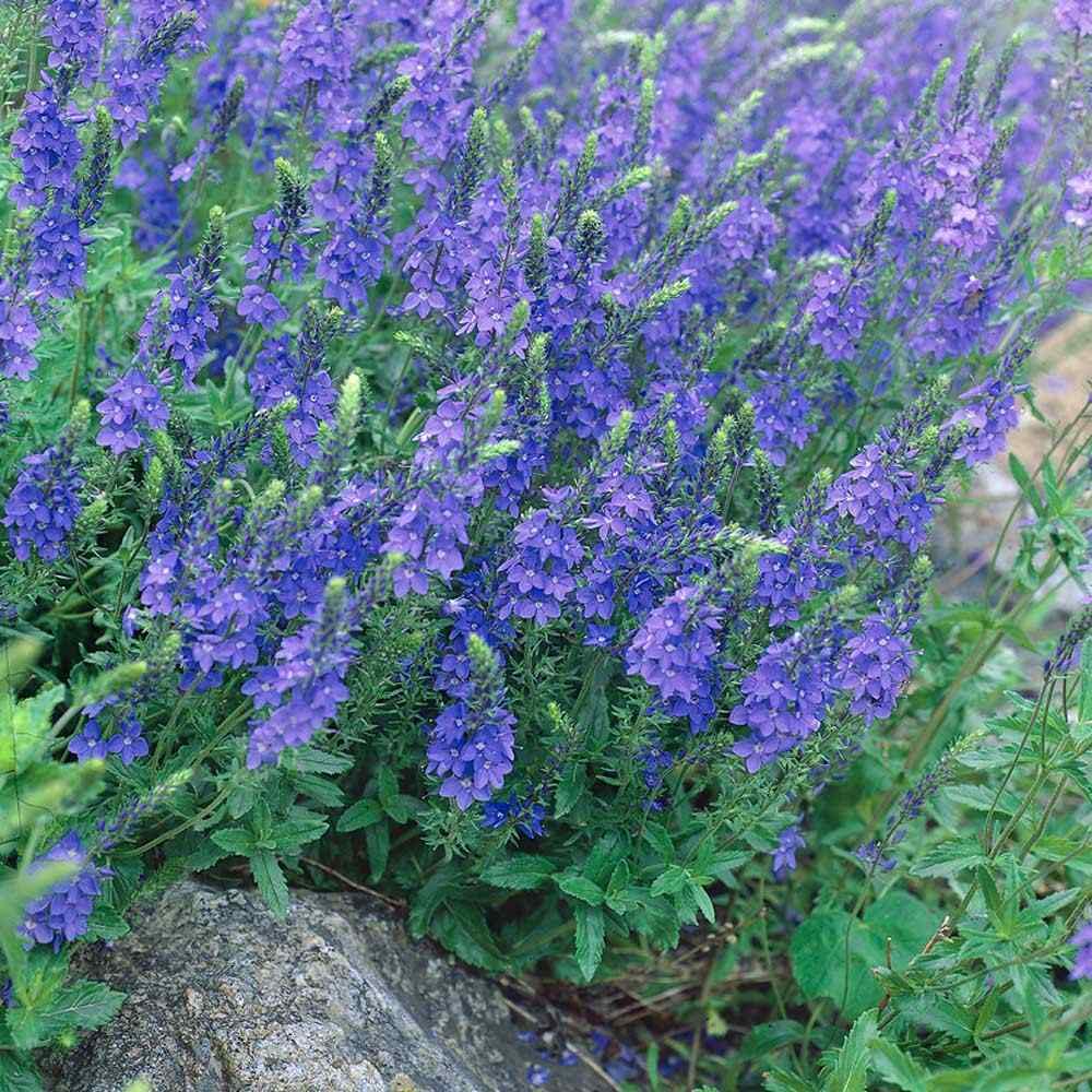 Amazon.com : Outsidepride 1000 Seeds Perennial Veronica Royal Blue ...